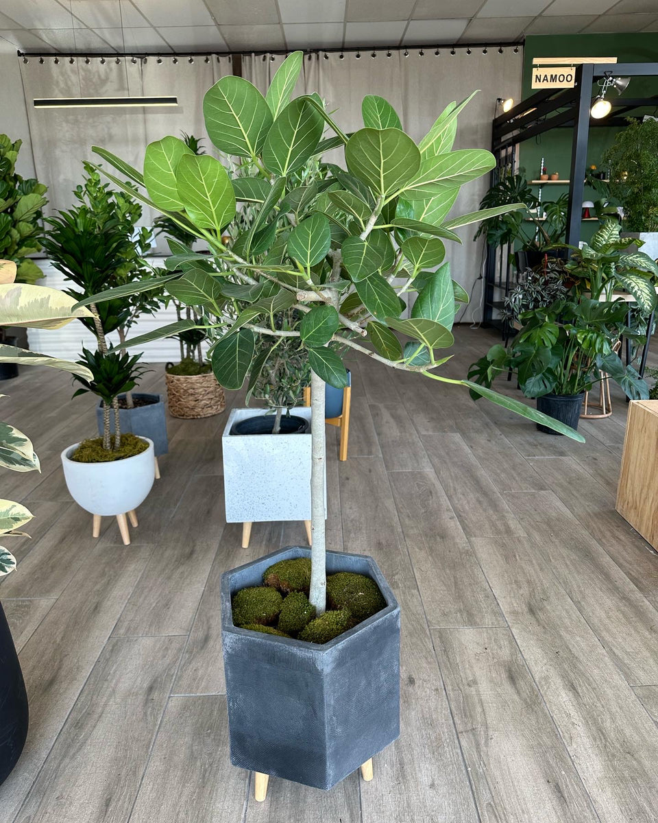 Adorable Audrey Tree ( Ficus Audrey ) – Benefit Plants