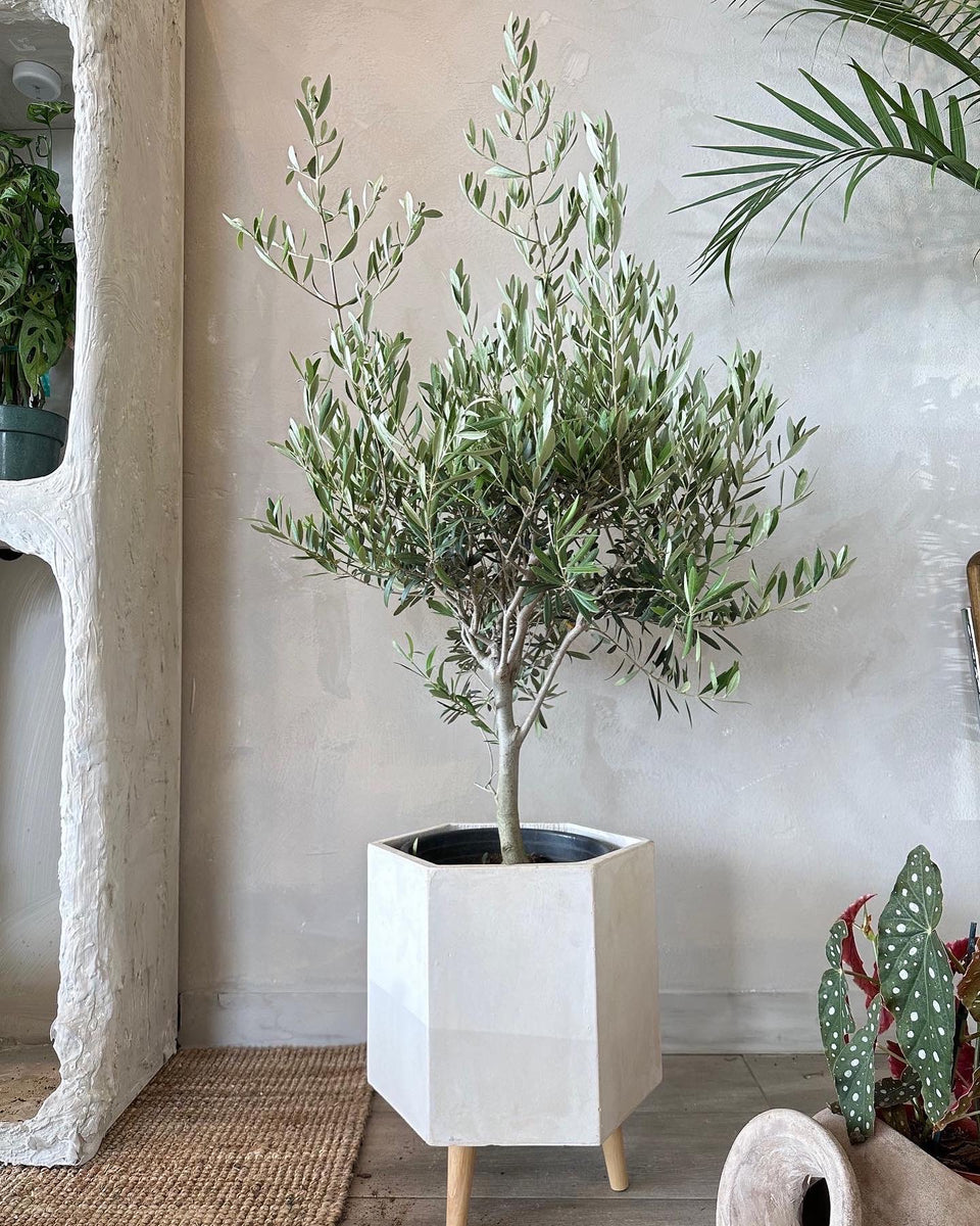 Olive Tree – Benefit Plants